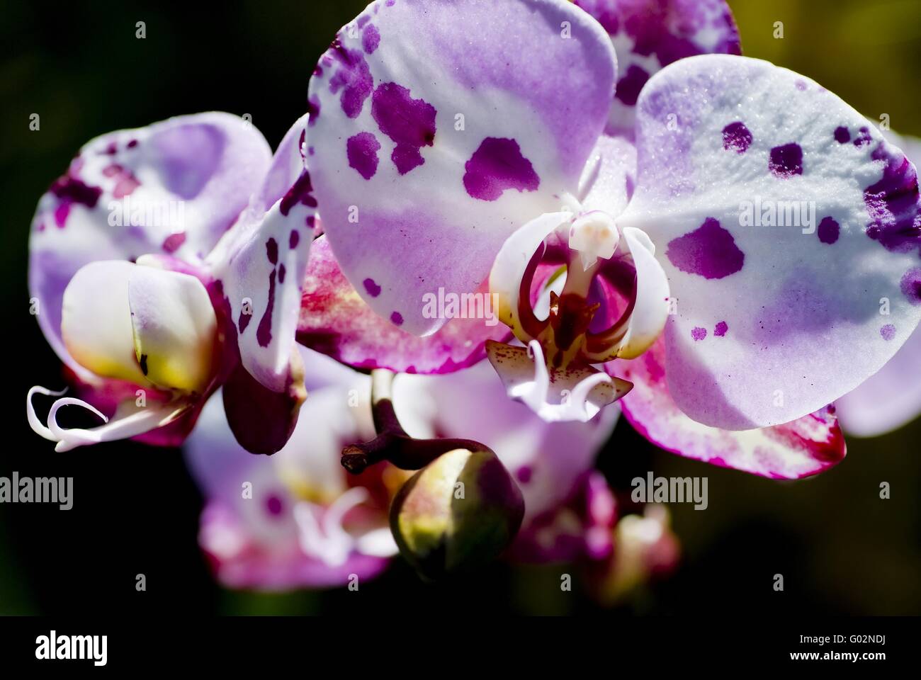 Spotty petals hi-res stock photography and images - Alamy
