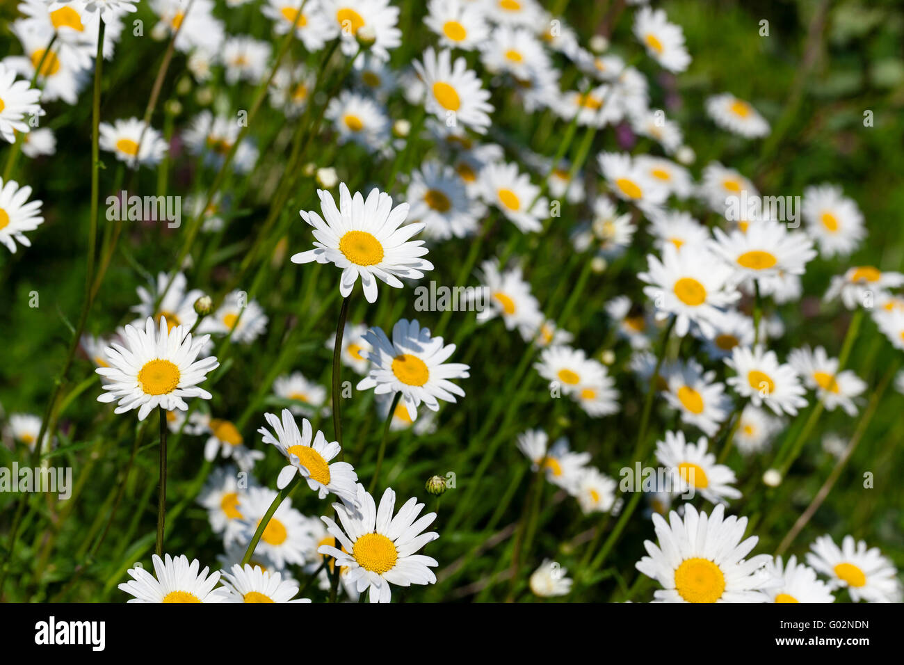 white daisy , spring Stock Photo - Alamy