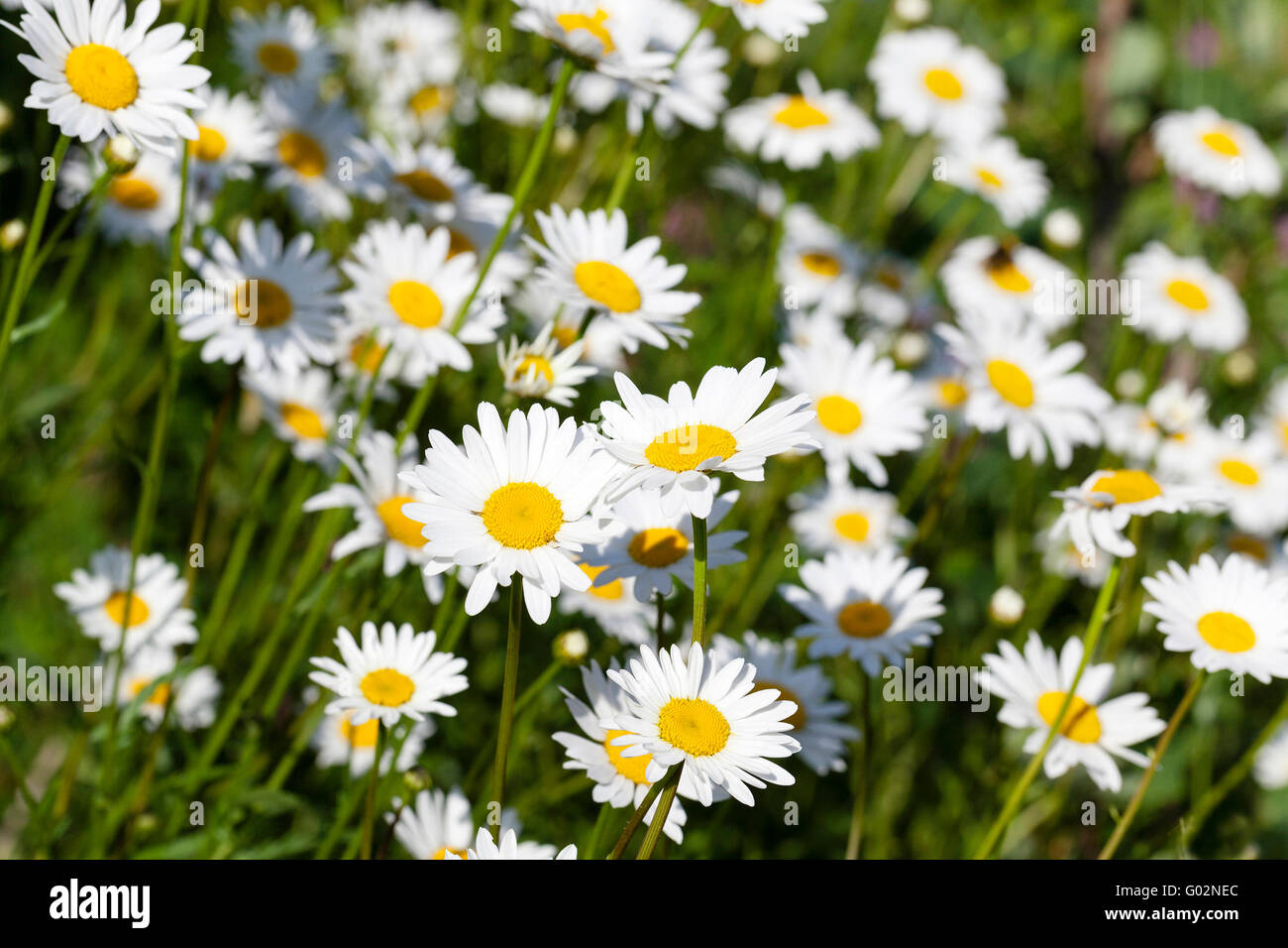 daisy flowers , summer time Stock Photo - Alamy