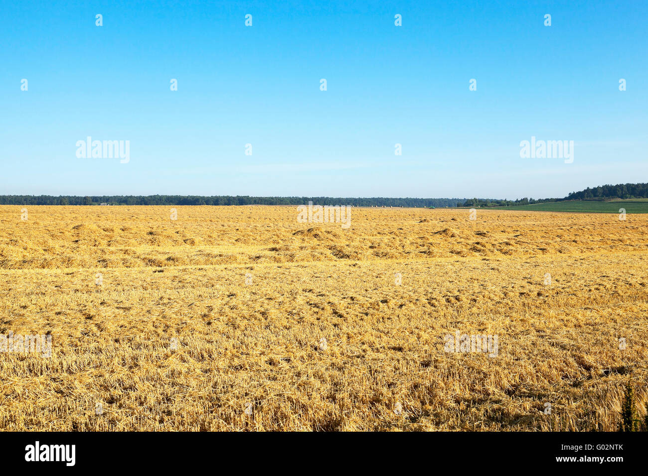farm field cereals Stock Photo - Alamy