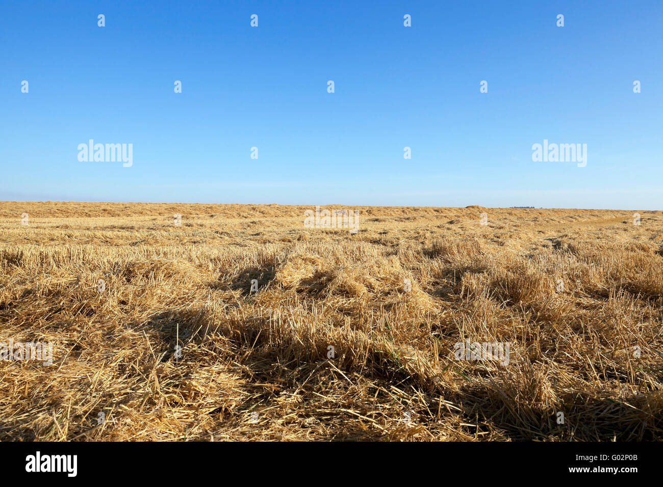 farm field cereals Stock Photo - Alamy