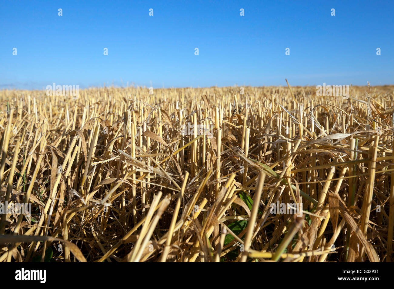 farm field cereals Stock Photo - Alamy