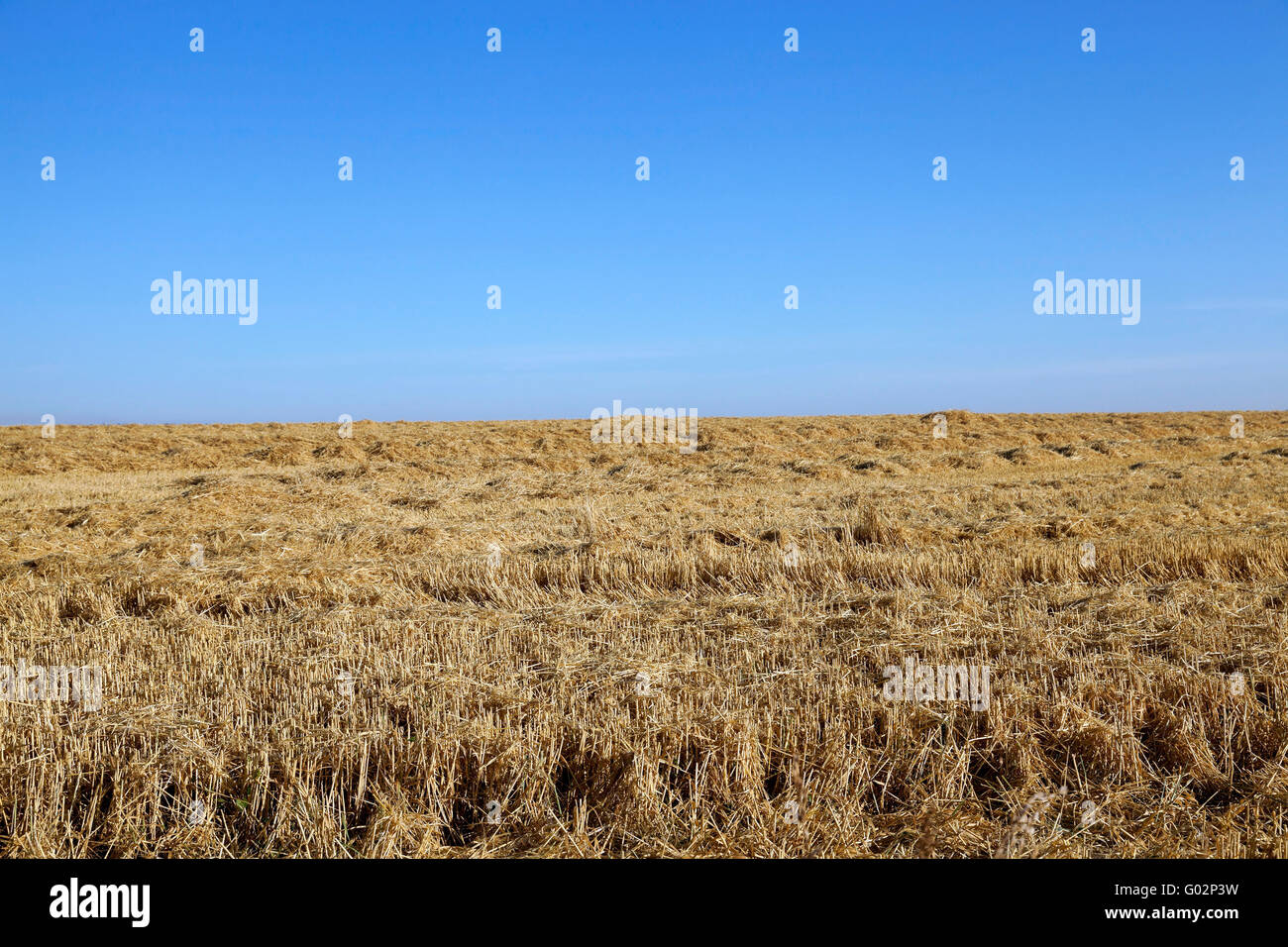 farm field cereals Stock Photo - Alamy