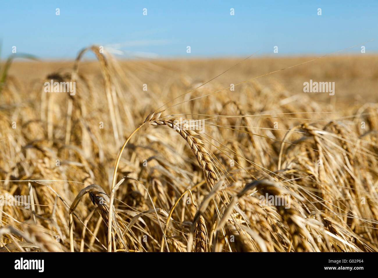 farm field cereals Stock Photo - Alamy