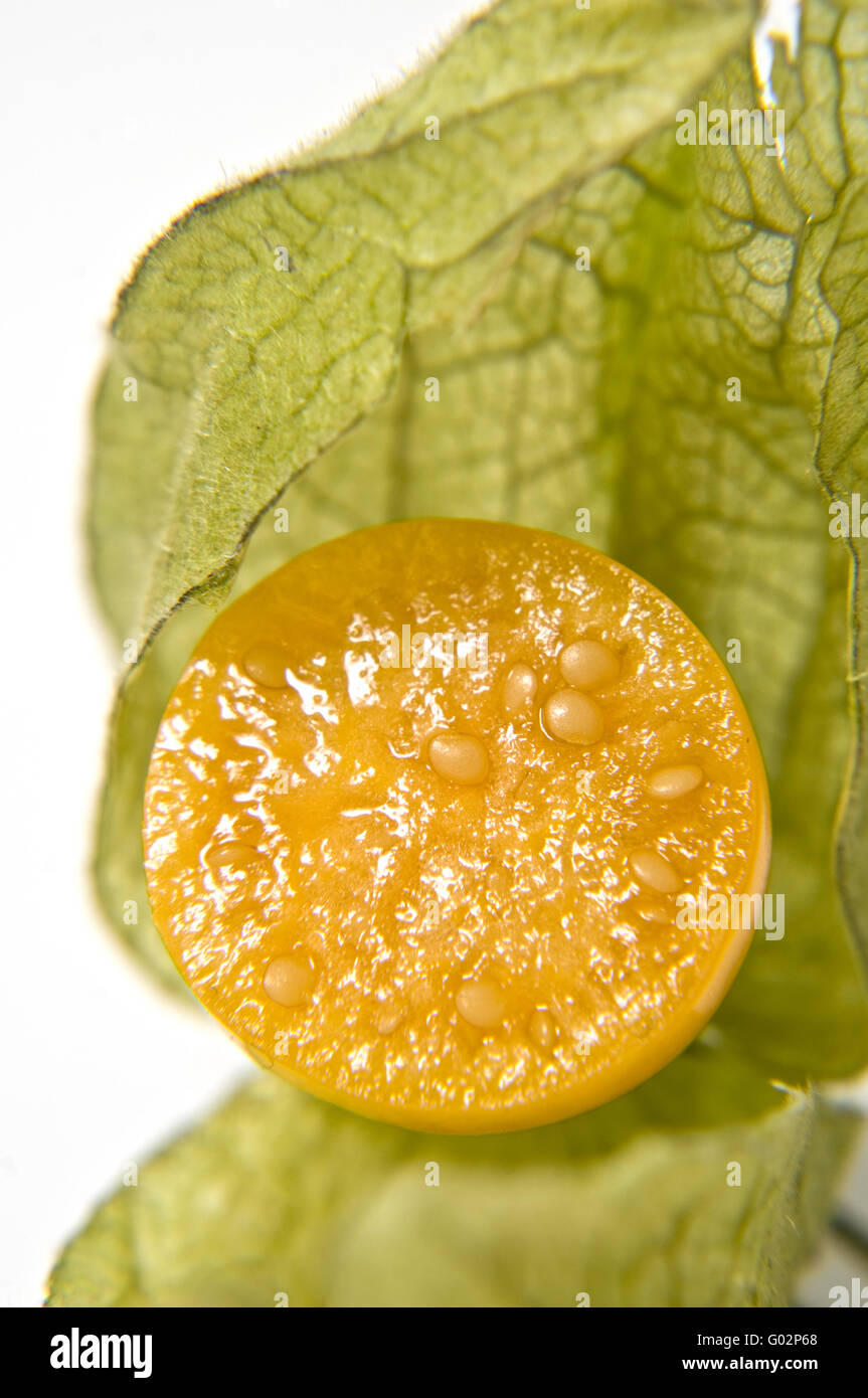 Cross section shell hi-res stock photography and images - Alamy