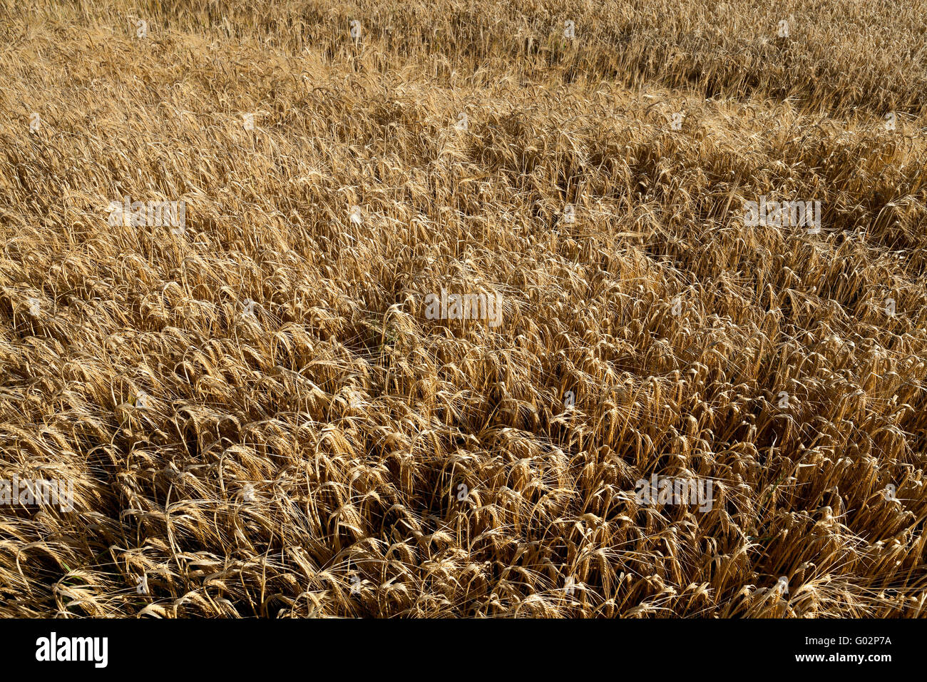 farm field cereals Stock Photo - Alamy