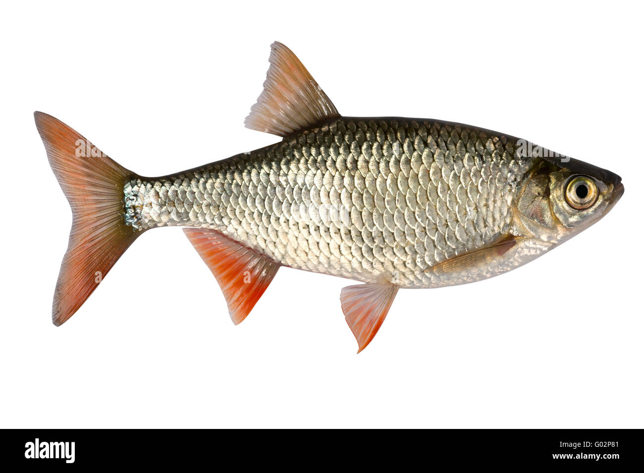 Rudd Silver Fish High Resolution Stock Photography and Images - Alamy