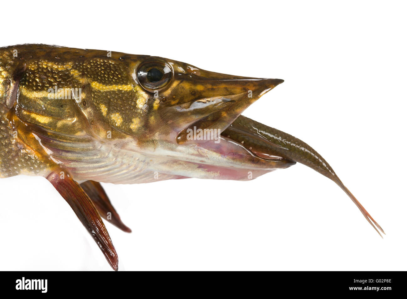 Pike scale hi-res stock photography and images - Alamy