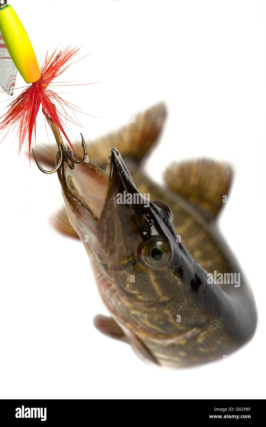 Hunting pike hi-res stock photography and images - Alamy
