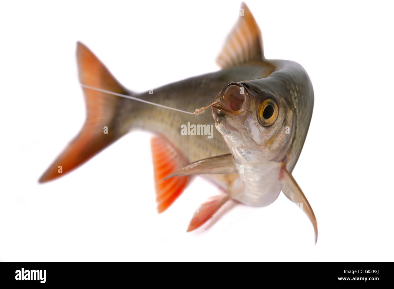 Rudd silver fish hi-res stock photography and images - Alamy