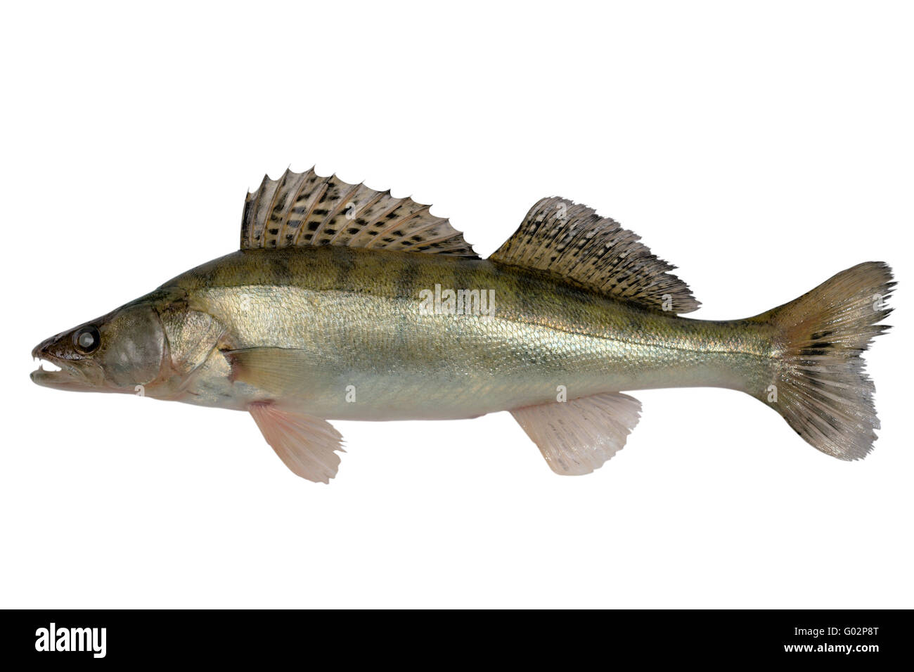 Perch scale hi-res stock photography and images - Alamy