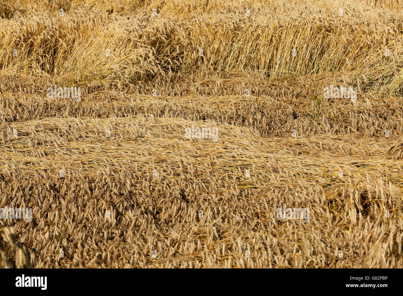 destroyed by the storm wheat Stock Photo - Alamy