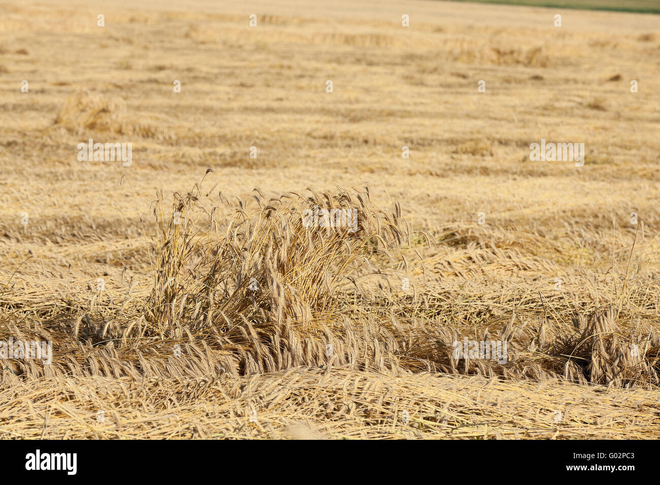 farm field cereals Stock Photo - Alamy
