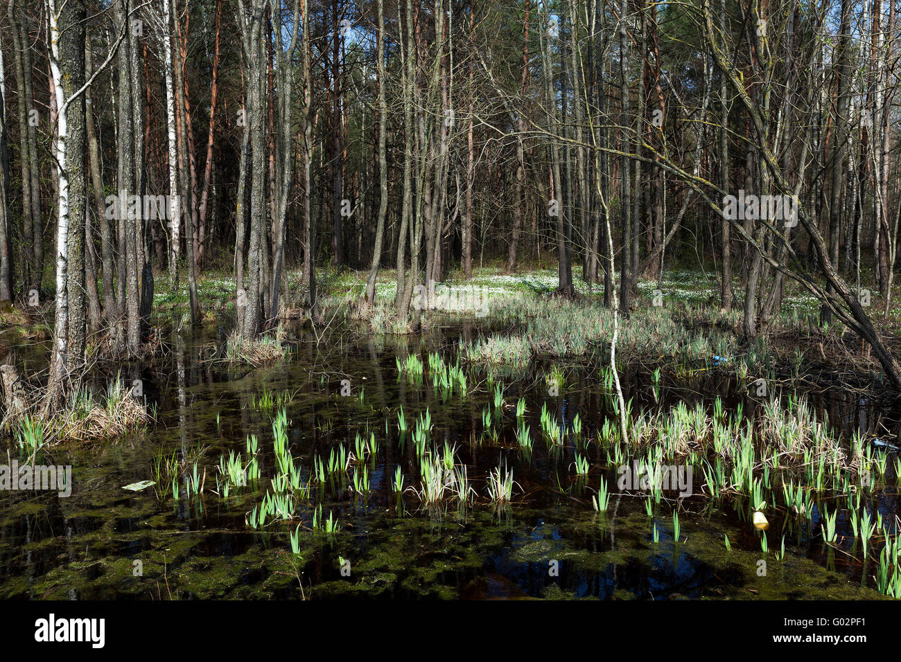 swamp spring season Stock Photo - Alamy