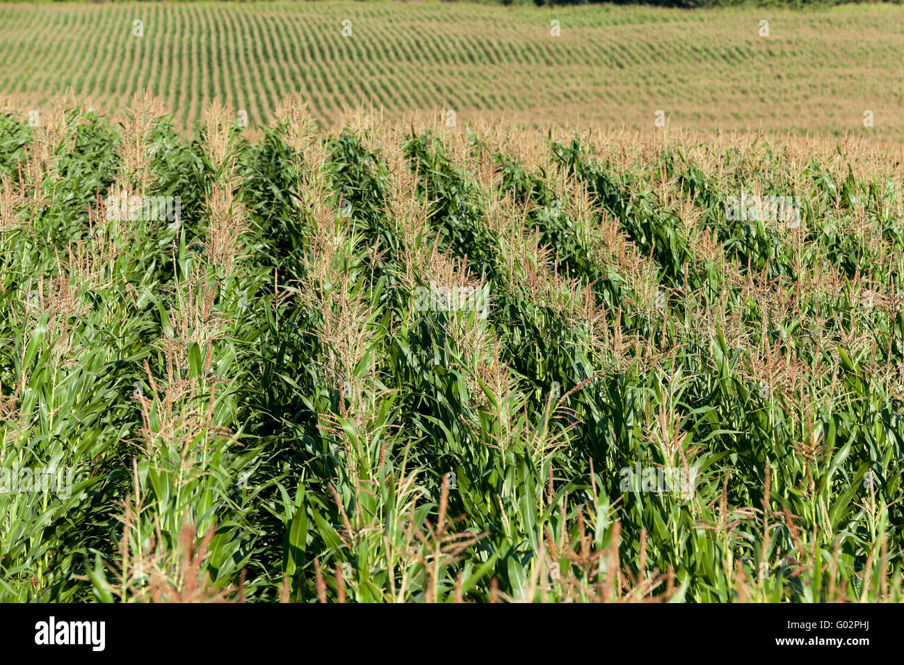 Corn field, summer Stock Photo - Alamy
