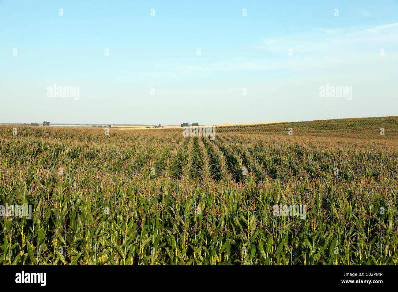 Corn field, summer Stock Photo - Alamy