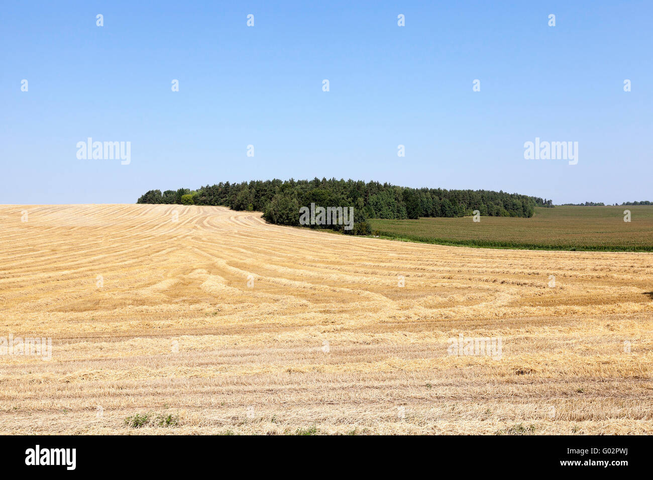 farm field cereals Stock Photo - Alamy