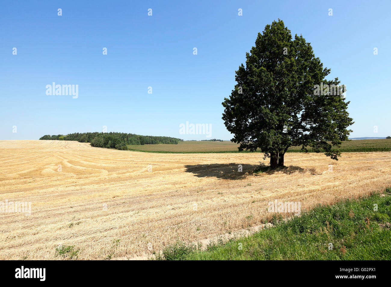 wheat field, tree Stock Photo - Alamy