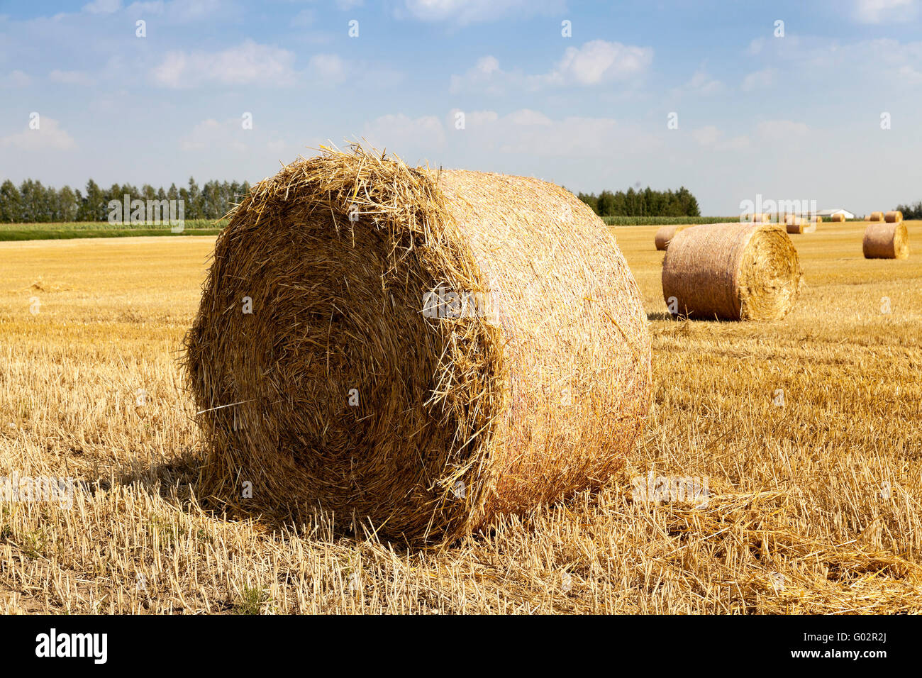 haystacks straw. field Stock Photo - Alamy