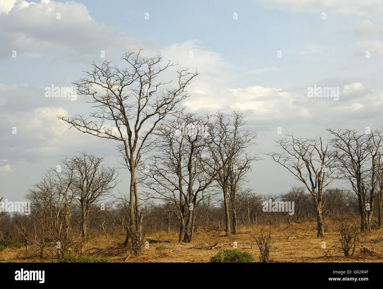 Forest of defoliated semi-deciduous Leadwood trees Stock Photo - Alamy