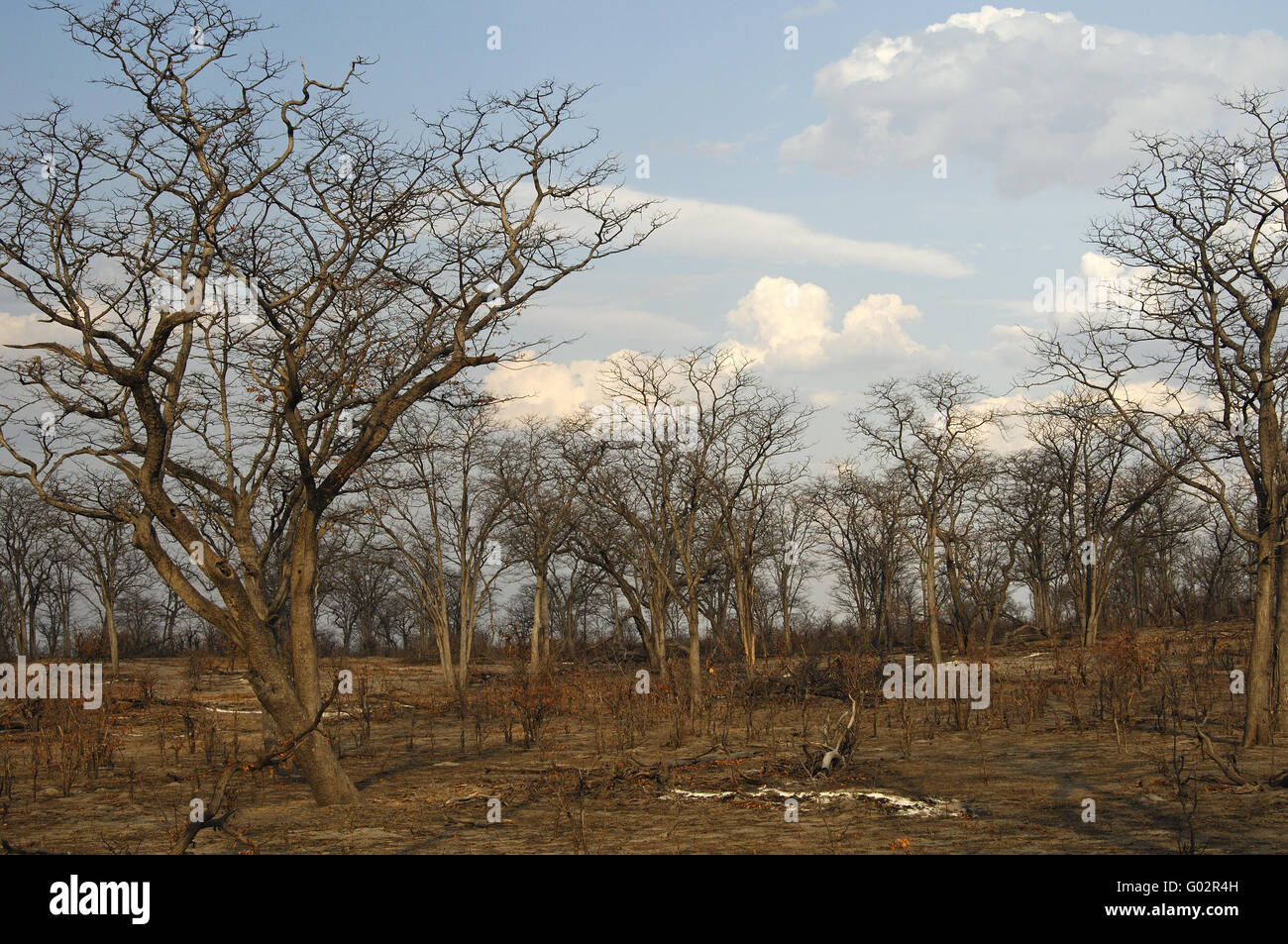 Forest of defoliated semi-deciduous Leadwood trees Stock Photo - Alamy