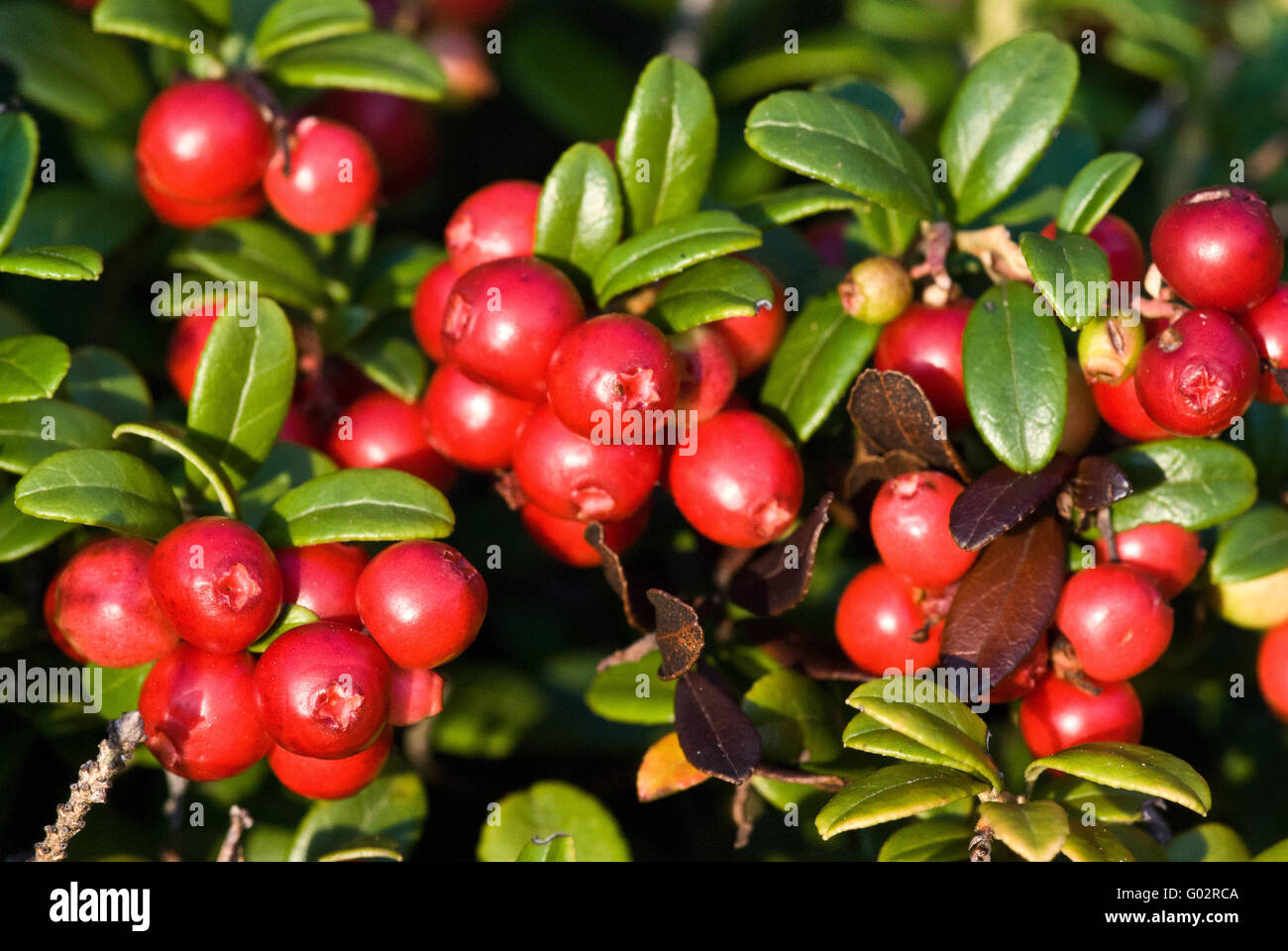 cranberries in nature Stock Photo - Alamy