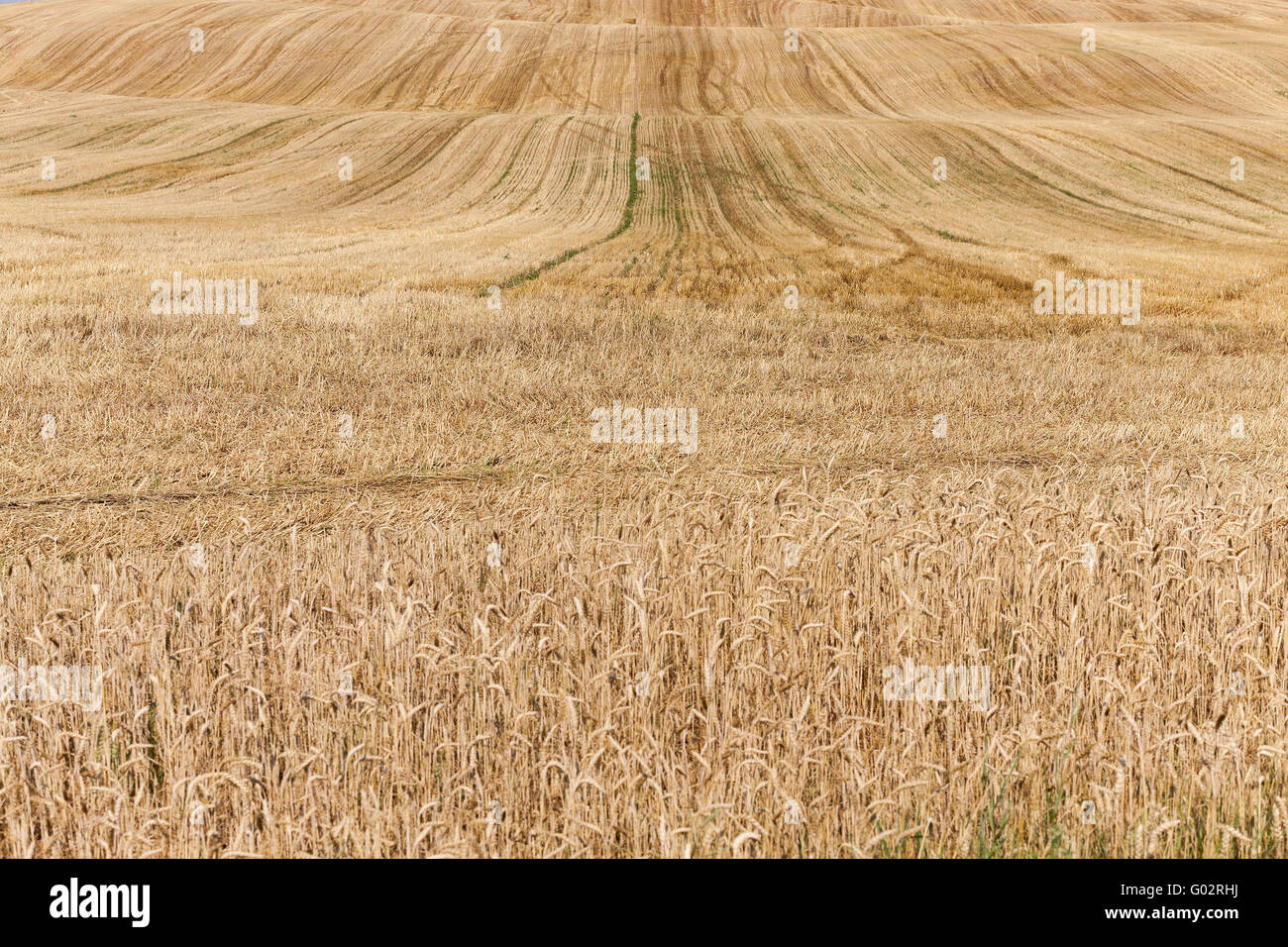 collection of rye crops Stock Photo - Alamy