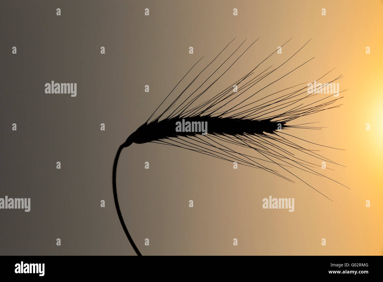 Spike rye at sunset Stock Photo - Alamy