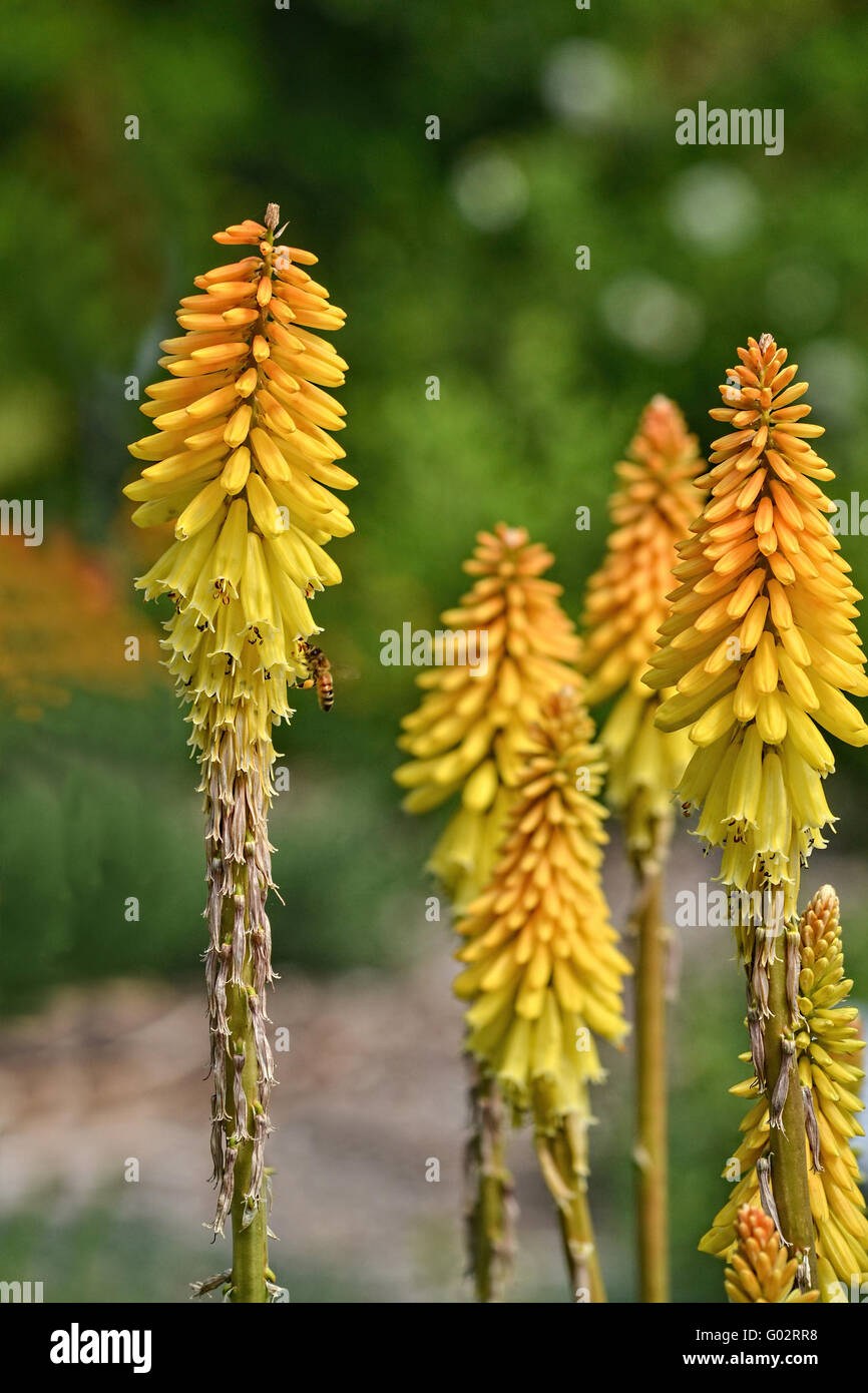 Veronica First Love, Speedwell, flower, in nature in California Stock ...