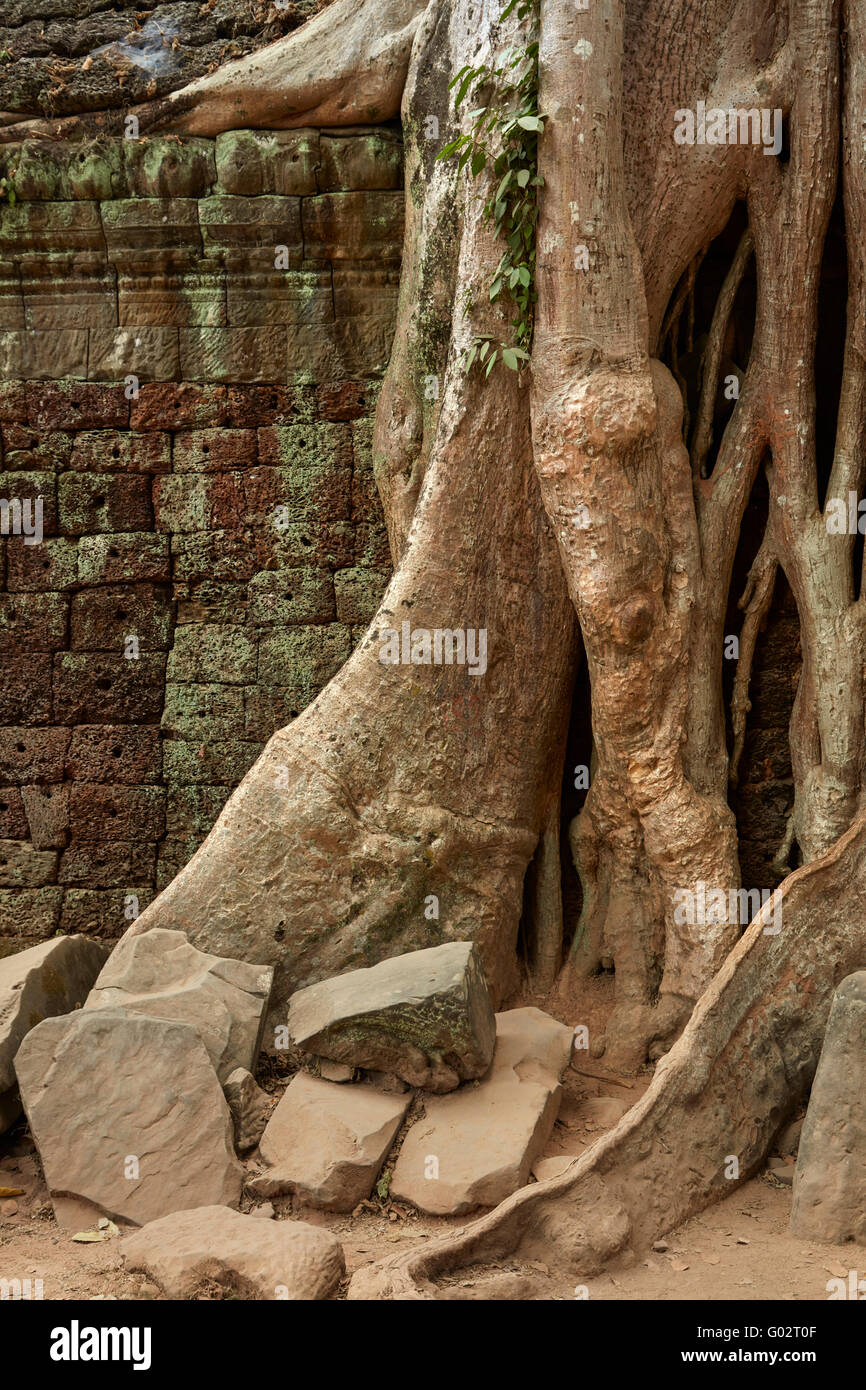 Cambodia jungle tree roots temple hi-res stock photography and images ...