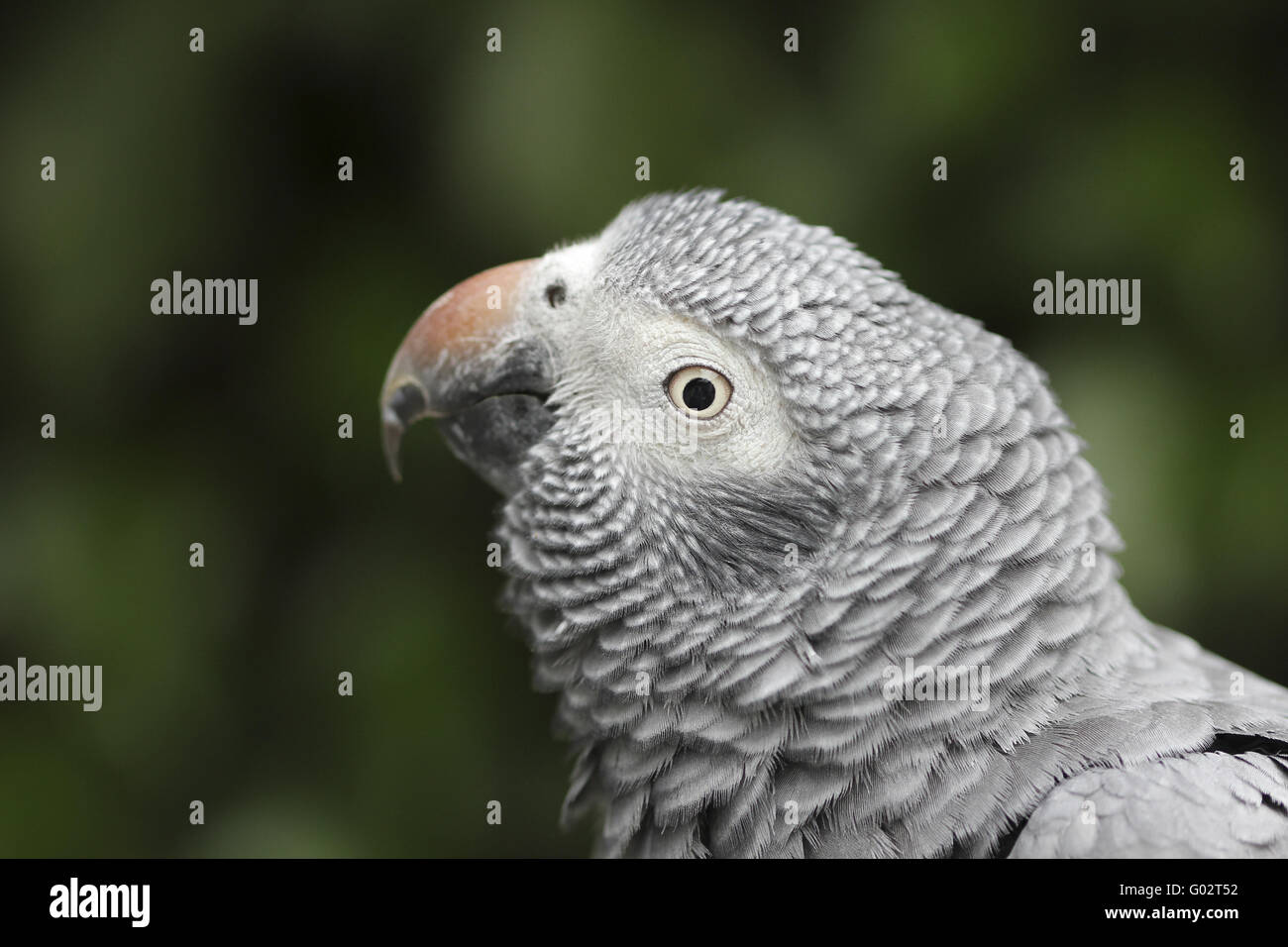 Timneh African Grey Parrot Stock Photo - Alamy