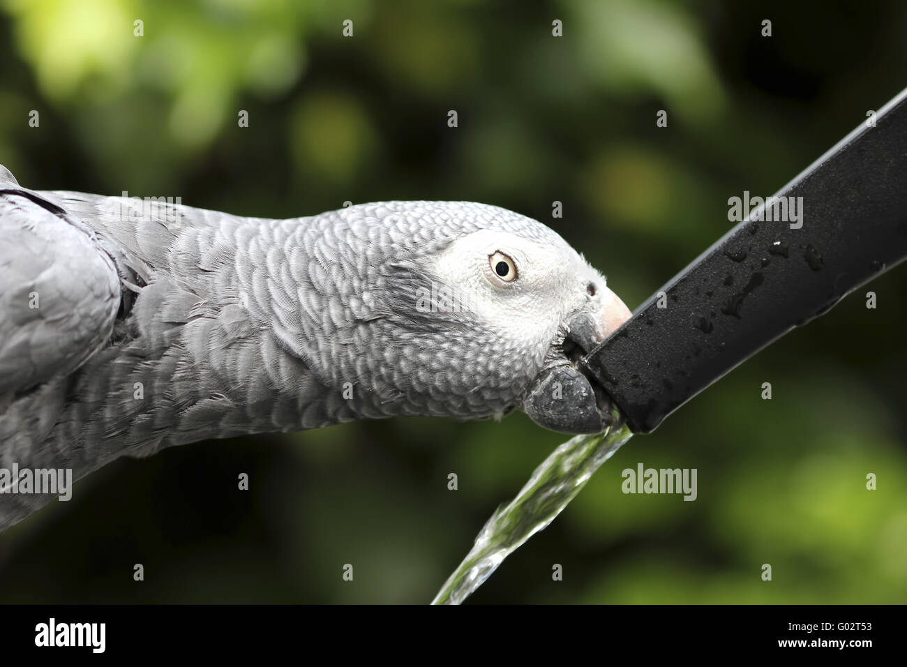 Timneh African Grey Parrot Stock Photo - Alamy