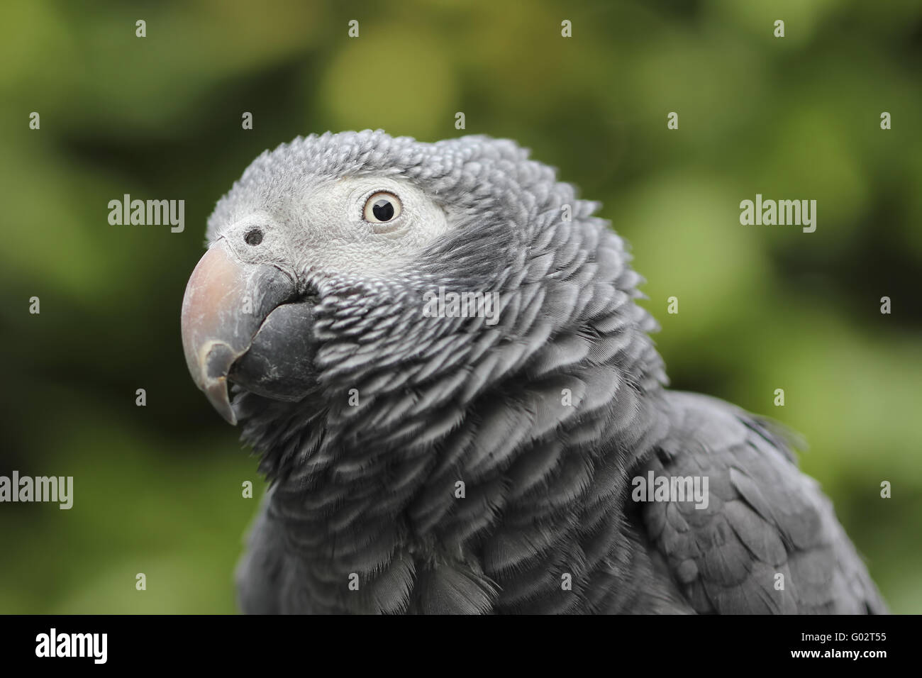 Timneh African Grey Parrot Stock Photo - Alamy