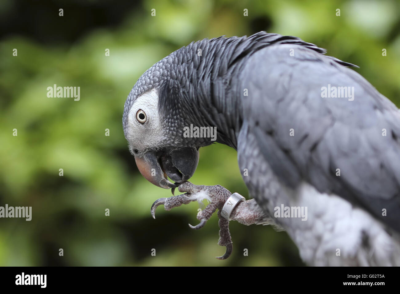 Timneh African Grey Parrot Stock Photo - Alamy