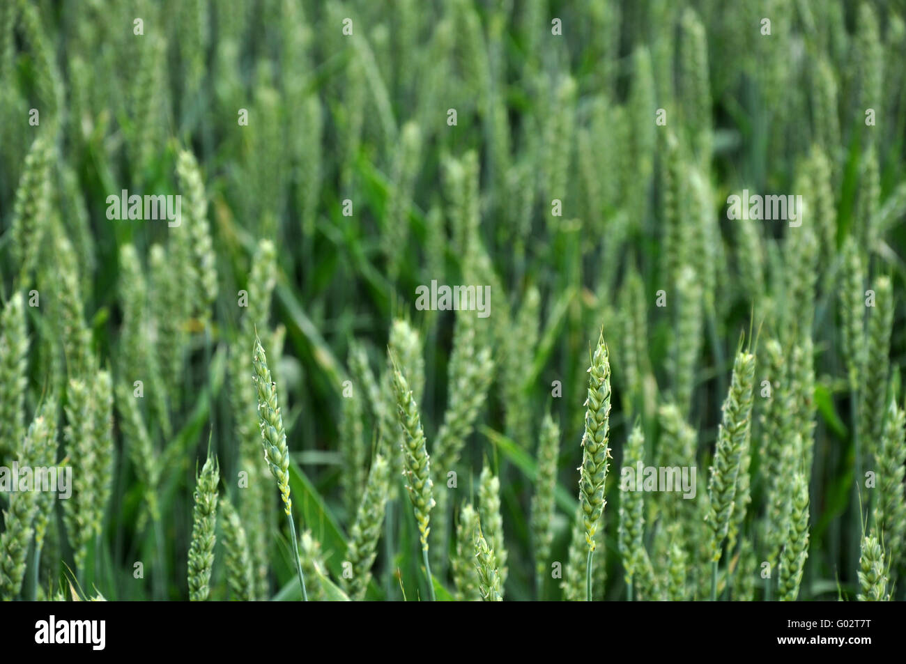 green spikes in field Stock Photo - Alamy