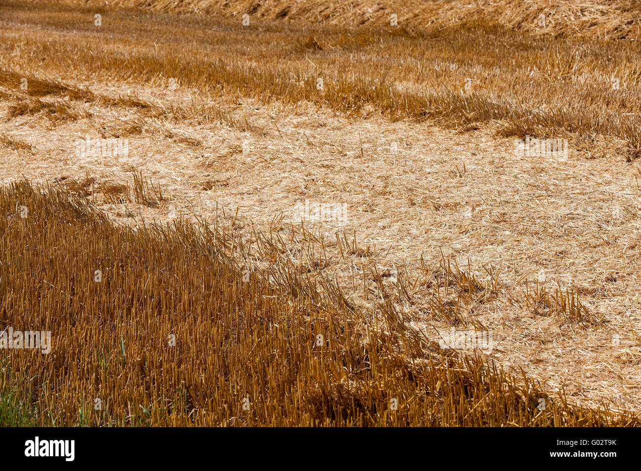 cereal farming field Stock Photo - Alamy