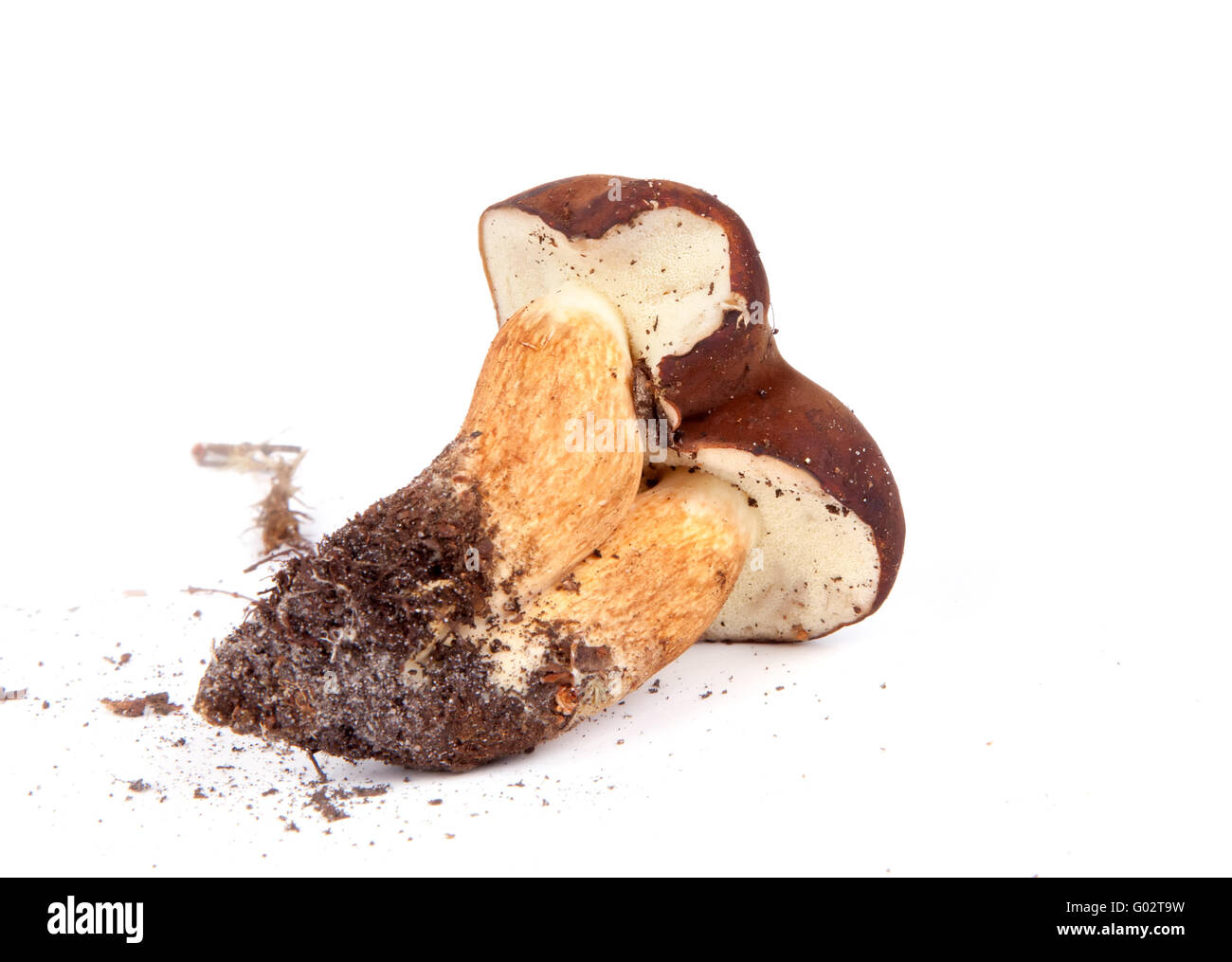 Xerocomus badius twins mushrooms isolated on white Stock Photo - Alamy