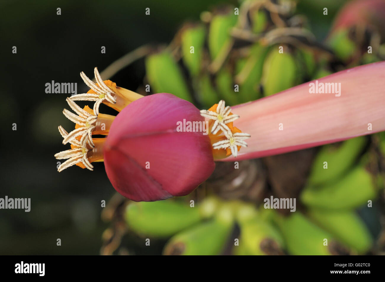 Indian dwarf hi-res stock photography and images - Alamy