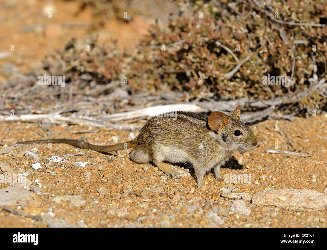 Streifen grasmause hi-res stock photography and images - Alamy