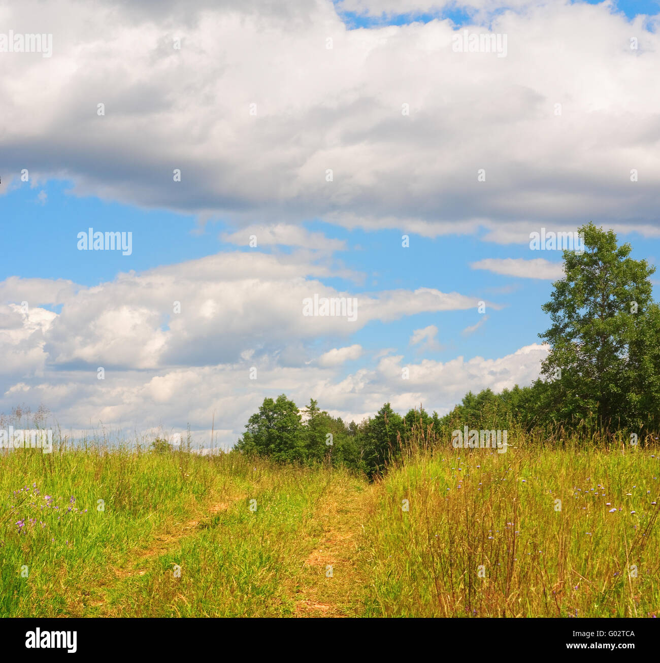 The grassed rural road Stock Photo - Alamy