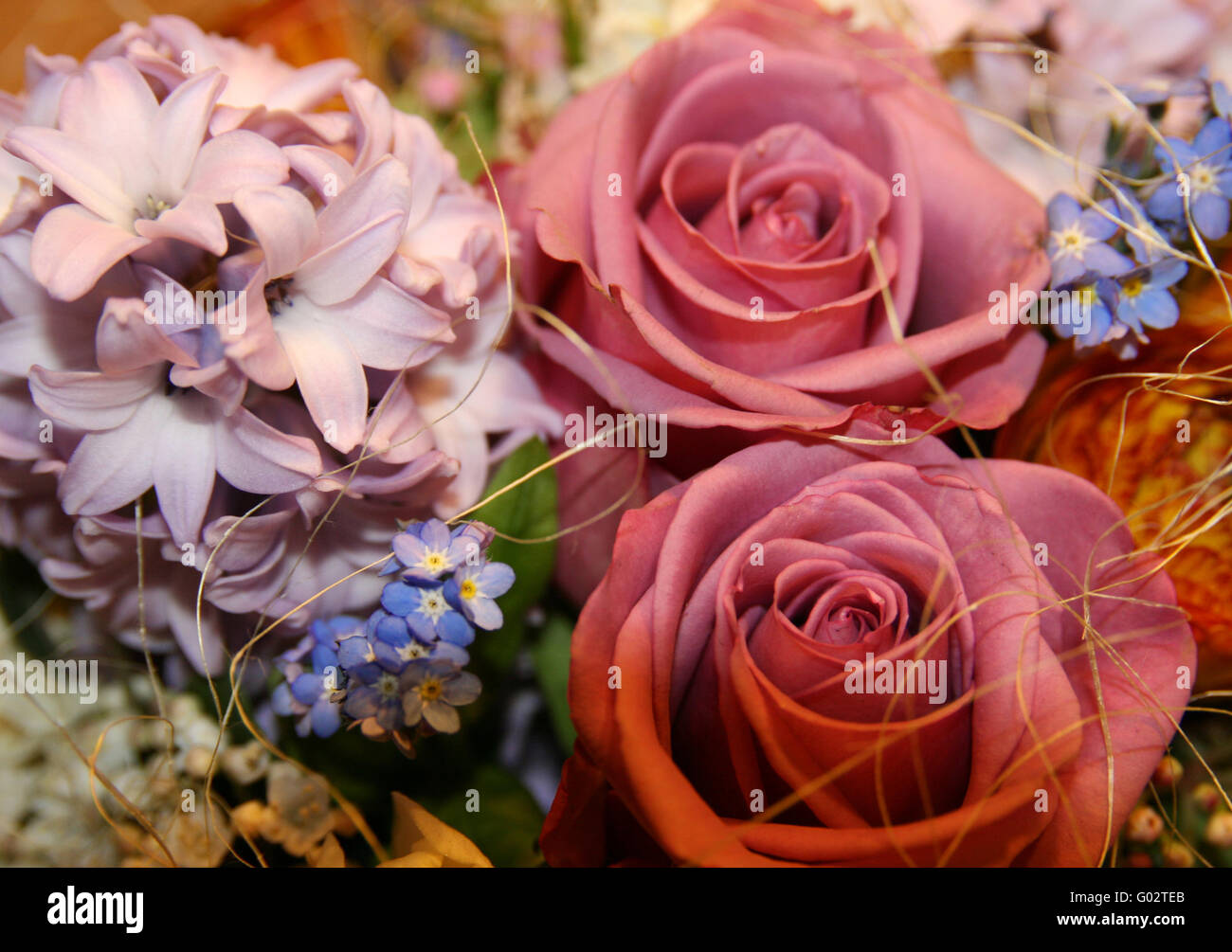 Roses in spring Stock Photo - Alamy