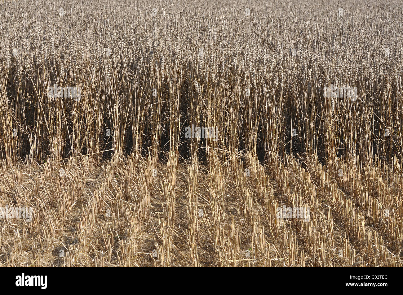 spikes of ripe corn and stubble Stock Photo - Alamy