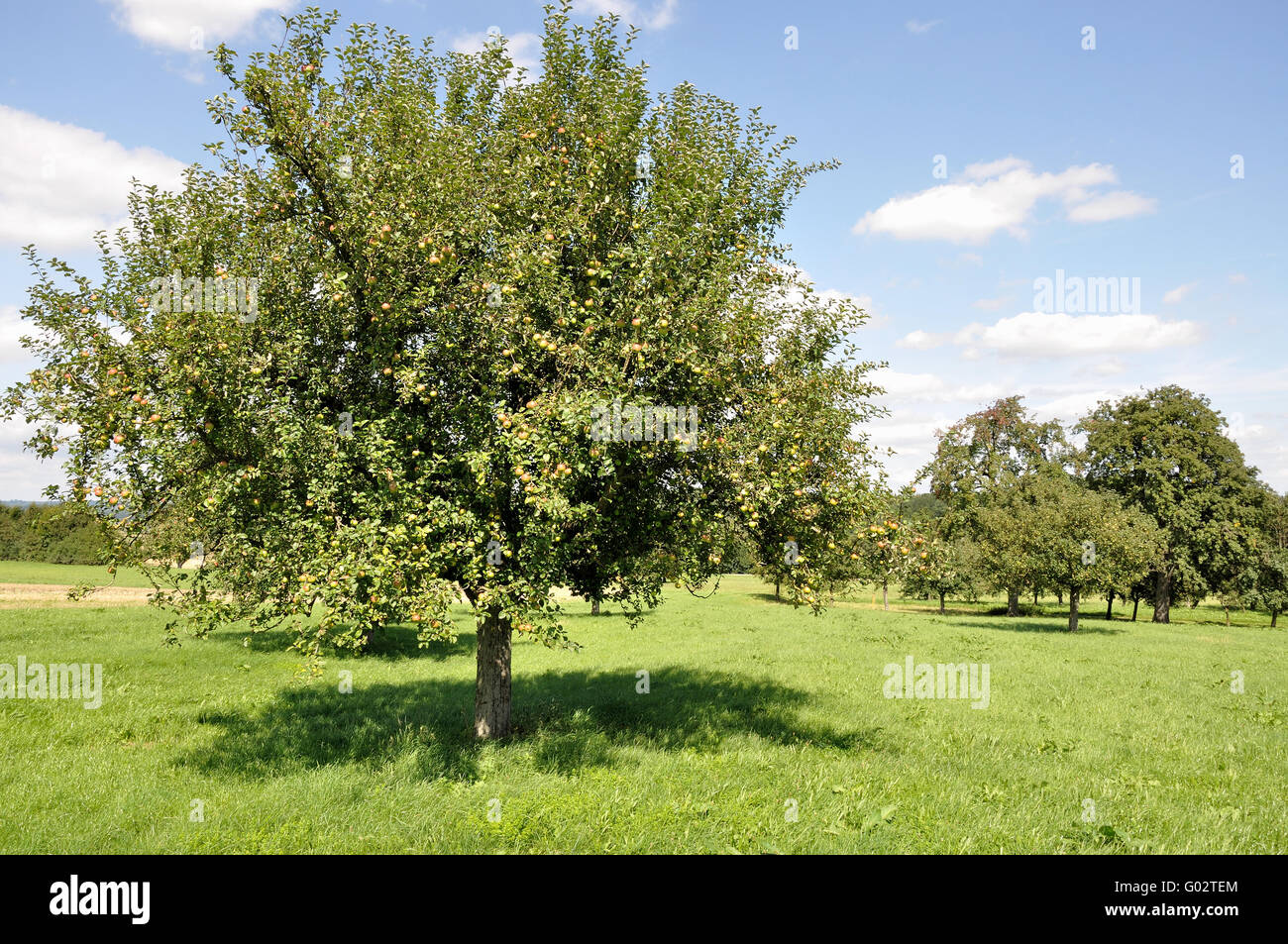 Horizontal fruit trees hi-res stock photography and images - Alamy