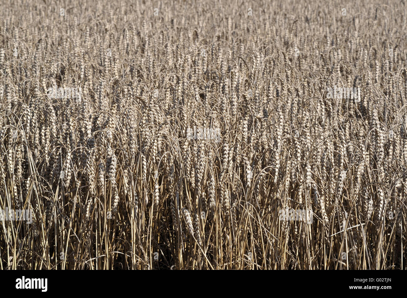 spikes of ripe corn Stock Photo - Alamy