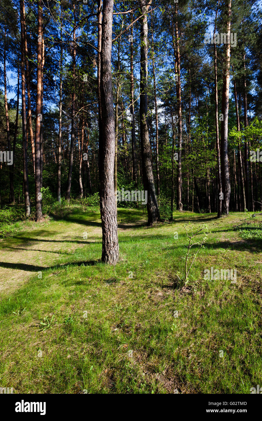 trees in spring Stock Photo - Alamy
