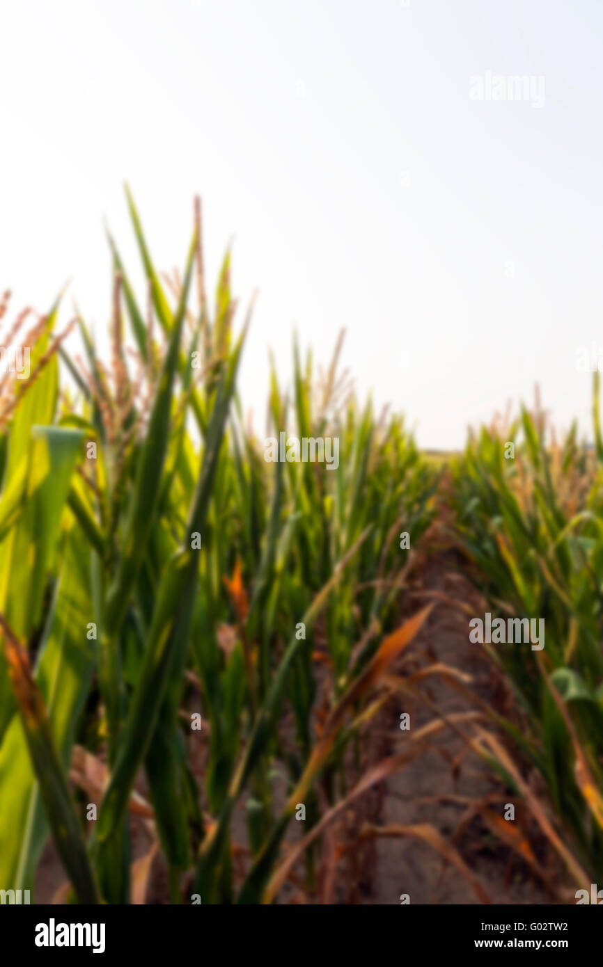 Green immature corn Stock Photo - Alamy