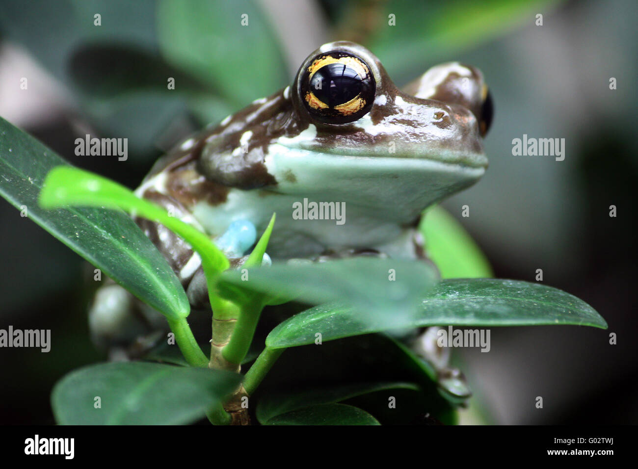 Frogs head hi-res stock photography and images - Alamy