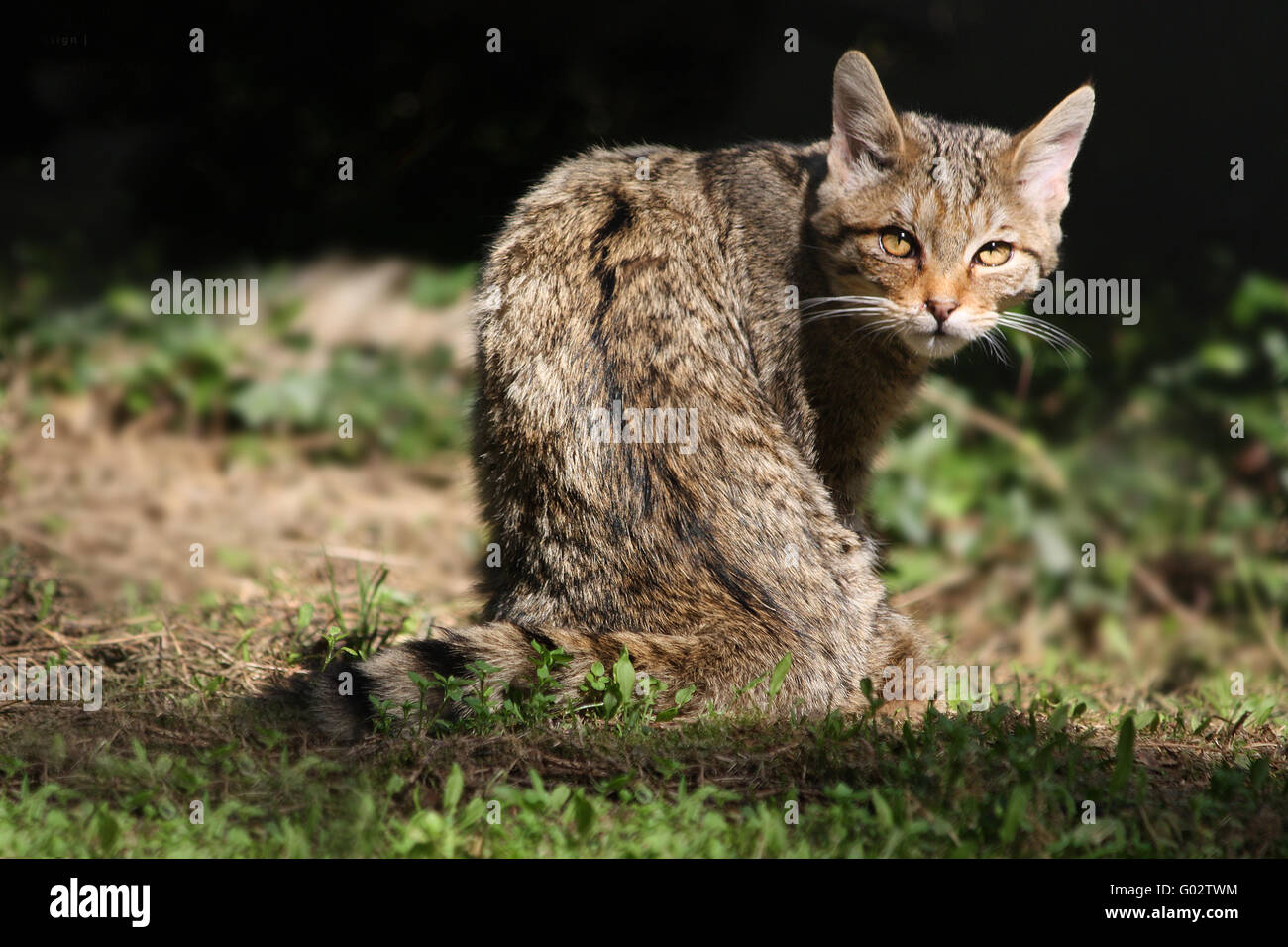 Wildcat looking hi-res stock photography and images - Alamy