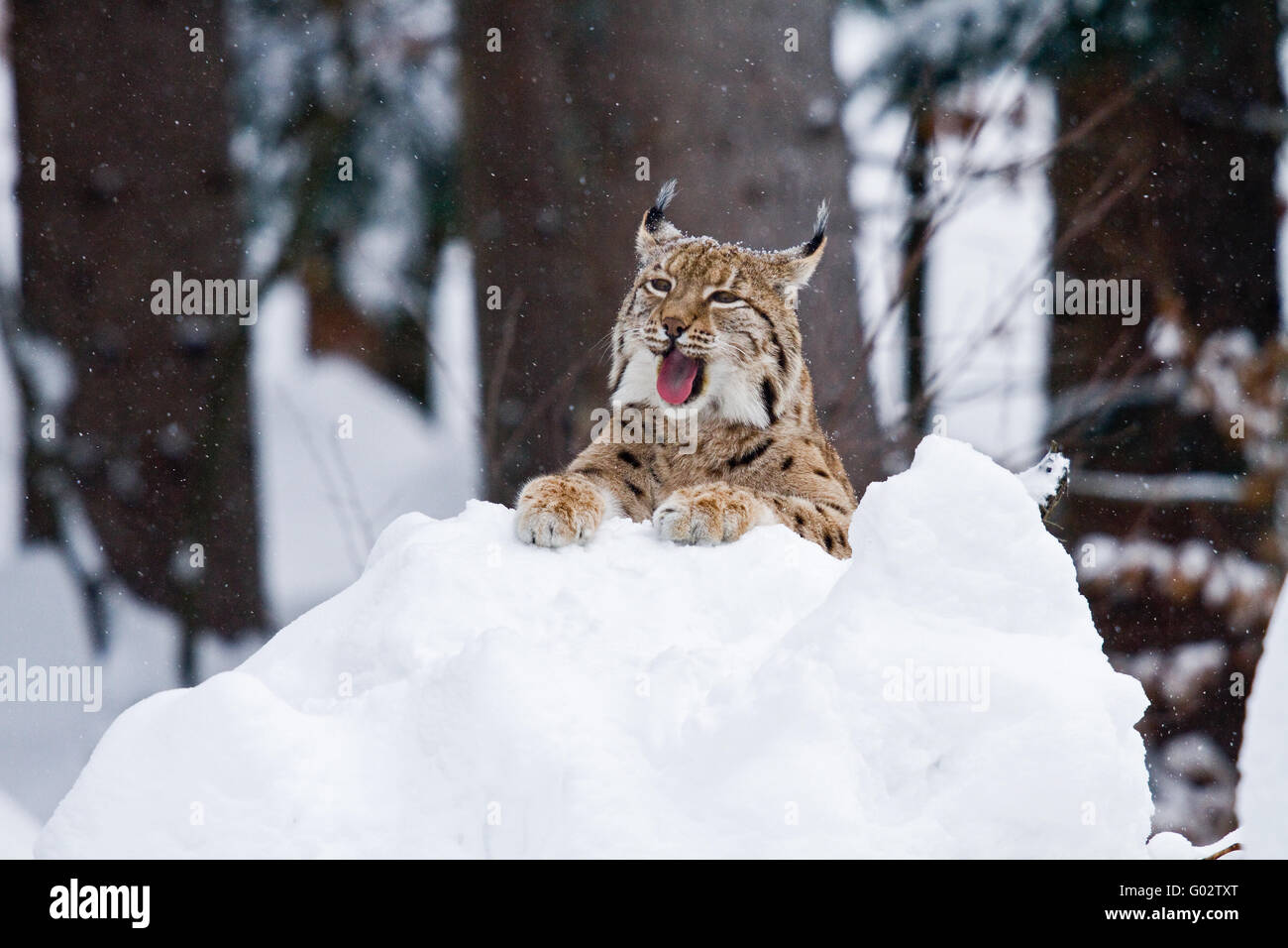 Luchs beute hi-res stock photography and images - Alamy