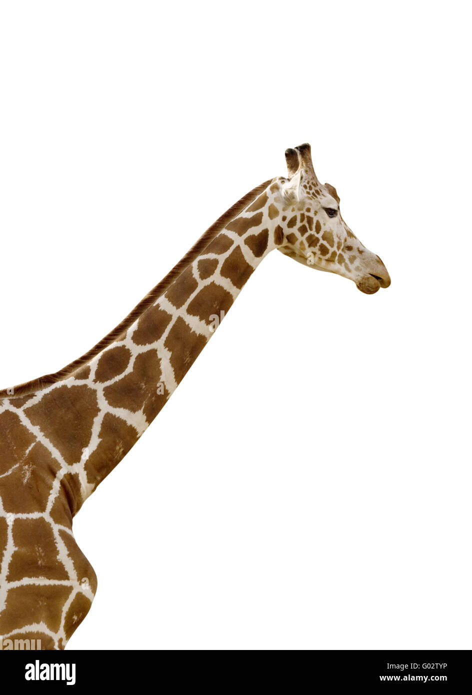 An isolated photo of a giraffe's neck and head Stock Photo - Alamy